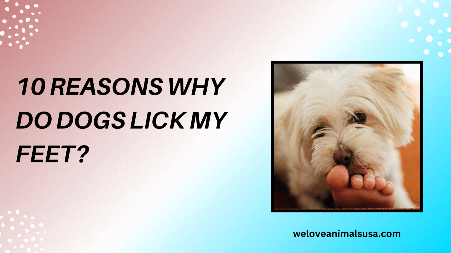 10 Reasons Why Do My Dogs Lick Each Other? (Explained) - We Love Animals USA