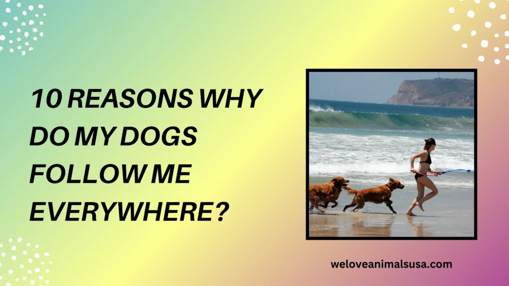 10 Reasons Why Do My Dogs Follow Me Everywhere? (Explained) - We Love ...