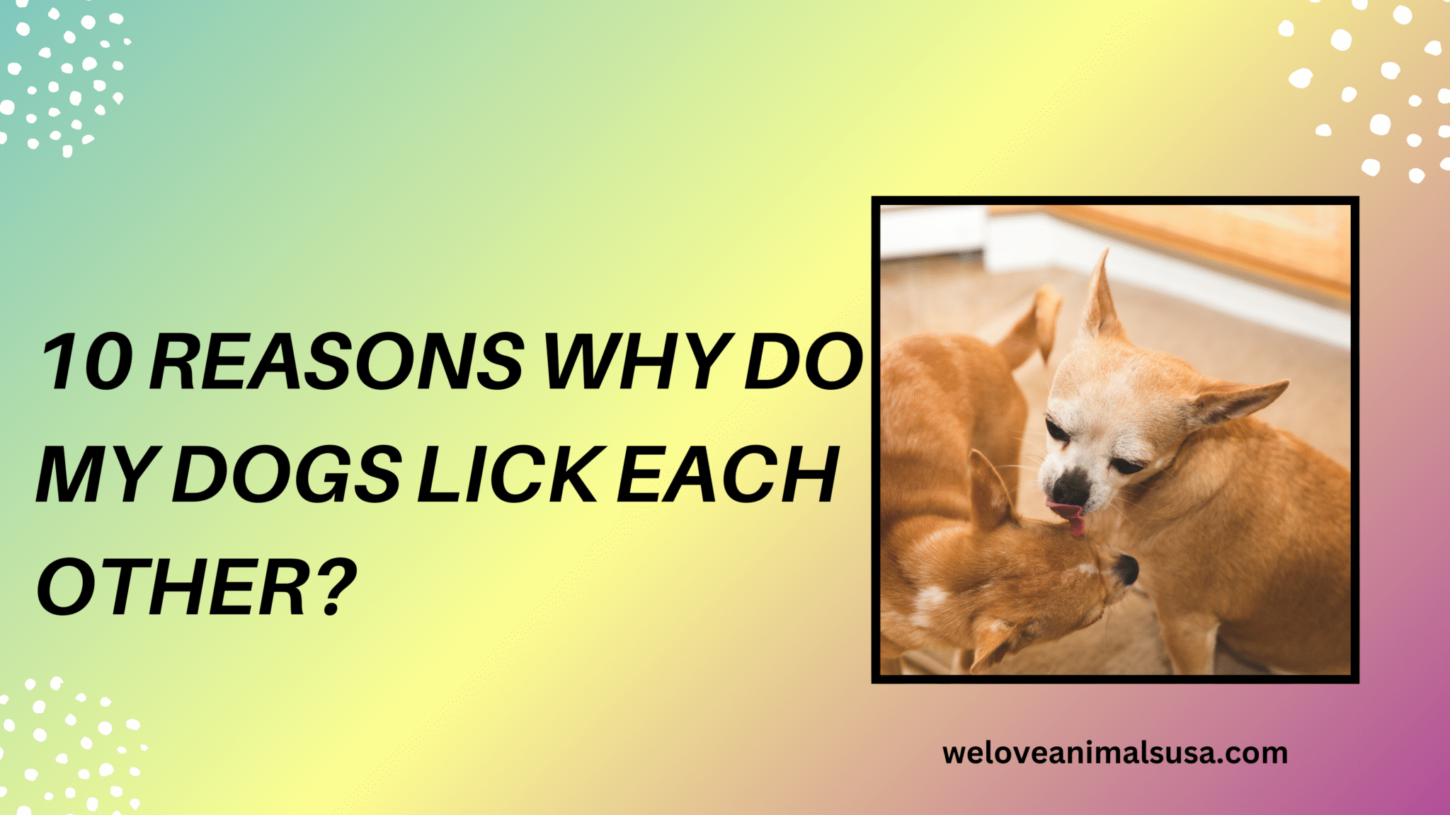 10 Reasons Why Do My Dogs Lick Each Other? (Explained) - We Love ...