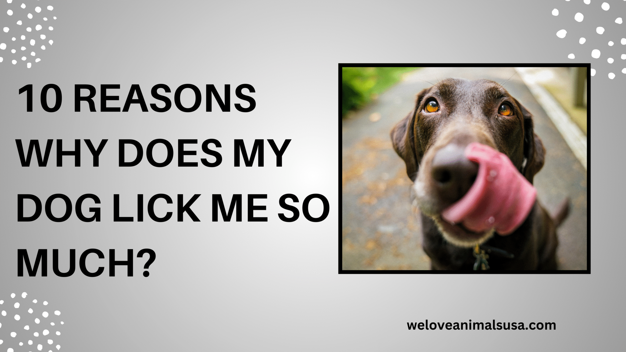10 Reasons Why Do My Dogs Lick Each Other? (Explained) - We Love Animals USA