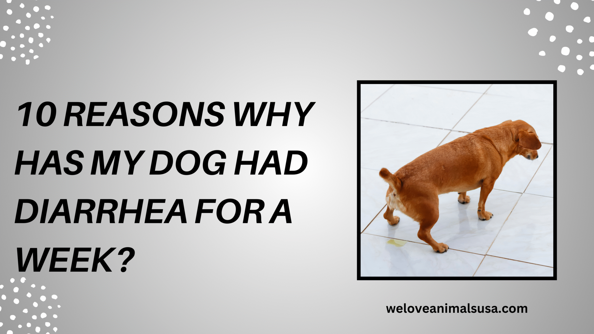 10 Reasons Why My Dog’s Poop Is White? (Answered) - We Love Animals USA