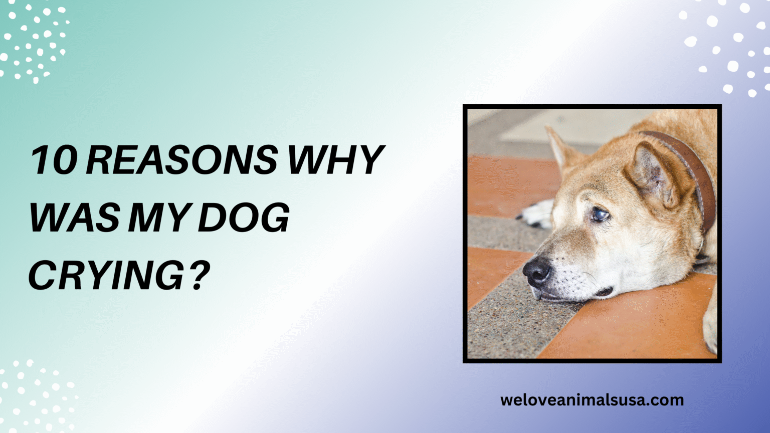 10 Reasons Why Was My Dog Crying? (Explained) - We Love Animals USA